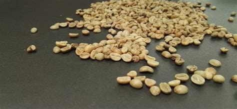 Coffee Geek 7 Green Bean Defects Roasters And Producers Need To Recognise