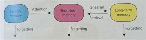 Memory Models Flashcards Quizlet
