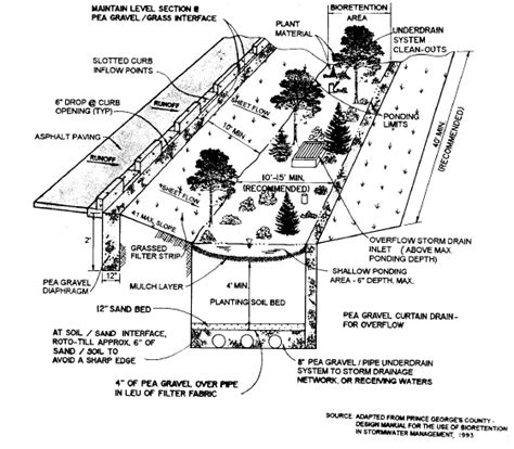 Rain Garden Underdrain Garden Plant