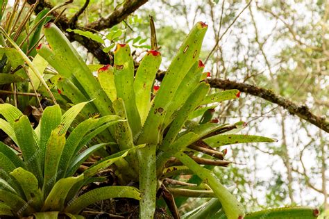 Premium Photo Bromeliads Attached To A Tree Trunk In The Ilhabela