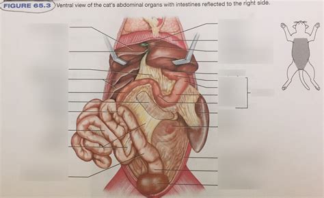 Greater Omentum Vs Lesser Omentum Cat