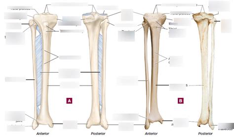 Tibia And Fibia Bone Diagram Quizlet Tibia And Fibia Bone Diagram Quizlet