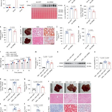 Downregulation Of Orm2 In The Livers And Plasma Of Mice And Patients