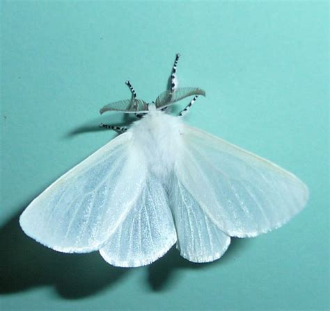 White Satin Moth On Blue Background