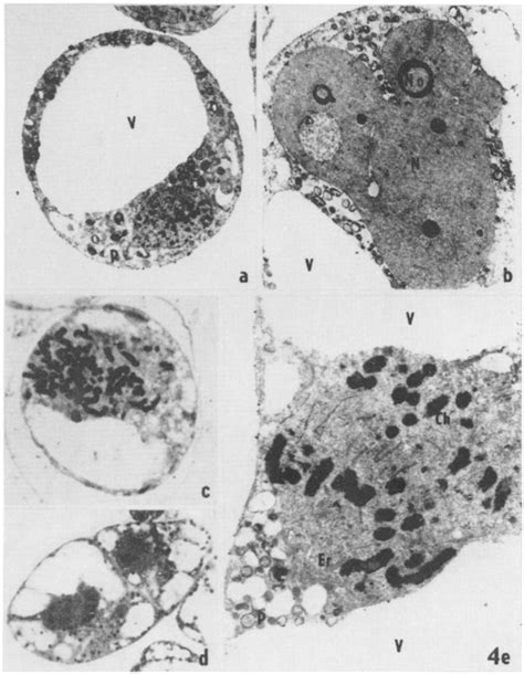 A Cell Derived From Protoplast 8 D After Plating X 1 850 4b