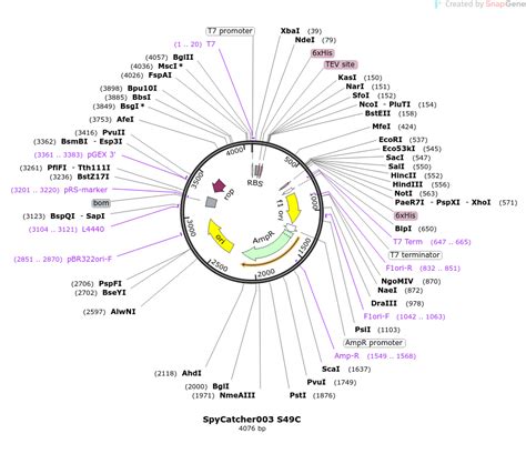 Addgene Spycatcher003 S49c