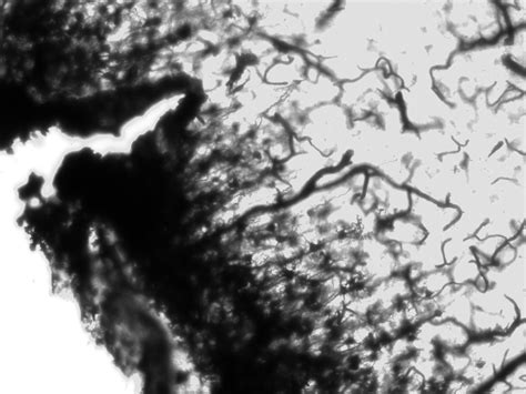 44 Questions With Answers In Golgi Staining Science Topic