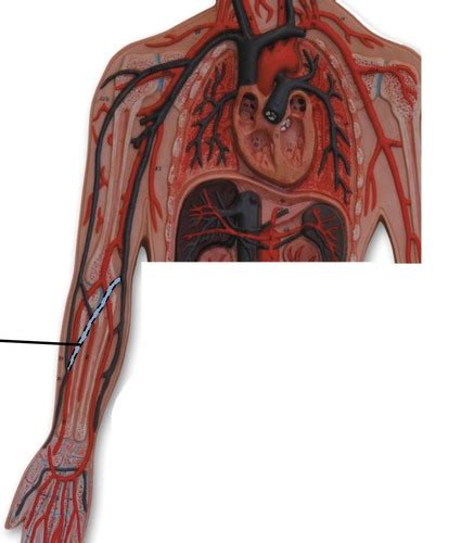 Phlebotomy Chapter 3 Patient Identification Assessment And Site