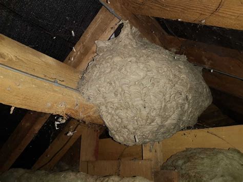Wasp Nest In Attic 10 Efficient Tricks How To Get Rid It