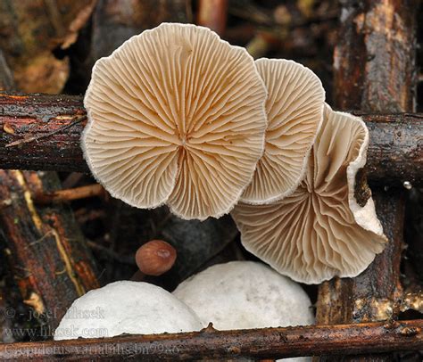 Variable Oysterling Crepidotus Variabilis
