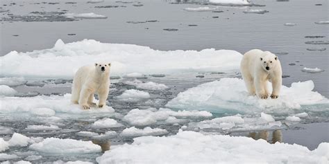 Arctic Polar Bear Habitat