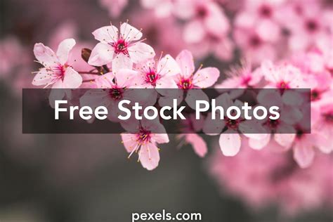 Picture Of Tanigue Photos Download The Best Free Picture Of Tanigue