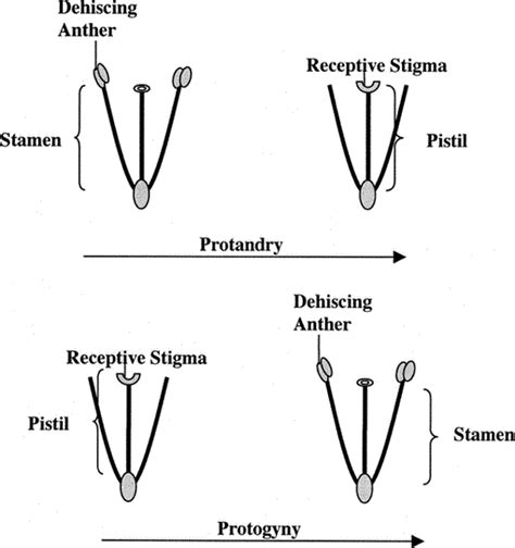 A Model Of The Evolution Of Dichogamy Incorporating Sex Ratio Selection Anther Stigma