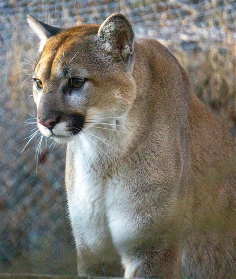 Cougars