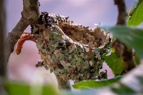 Cardinal Eggs All You Need To Know With Pictures