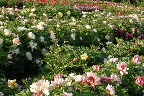 Garden Treasure Itoh Peony Fasci Garden