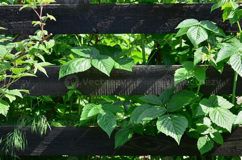 A Huge Bush Of Raspberry Grows Next To The Wooden Fence Of The Village
