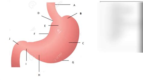 Anatomy And Physiology Ii Lab Exam 1 Part 3 Diagram Quizlet