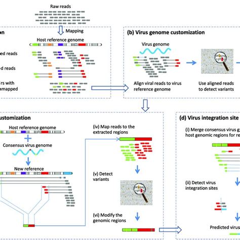 Pdf Verse A Novel Approach To Detect Virus Integration In Host
