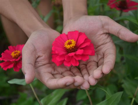 5 Best Fast Growing Flowers For Your Garden