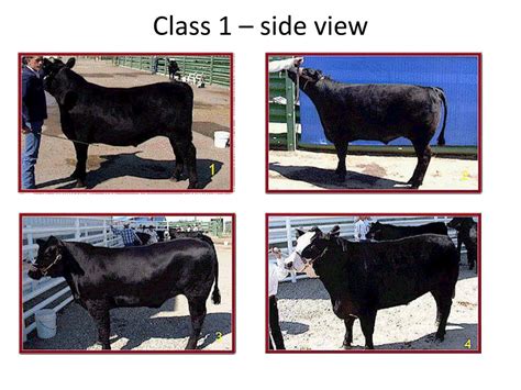 Ppt Angus Steer Livestock Judging Classes Overview Powerpoint