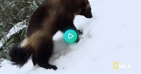 The Wolverine Is The Largest And The Most Fearsome Member Of The