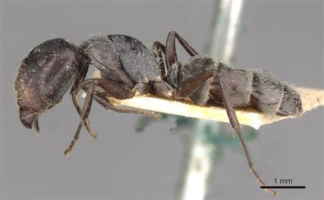 Camponotus binghamii 宾氏弓背蚁 Chinese Ant Database 蚂蚁数据库 Chinese antweb 蚁网