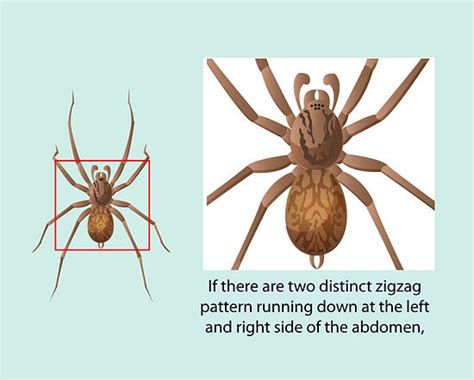 How To Identify A Hobo Spider 10 Steps With Pictures Wikihow