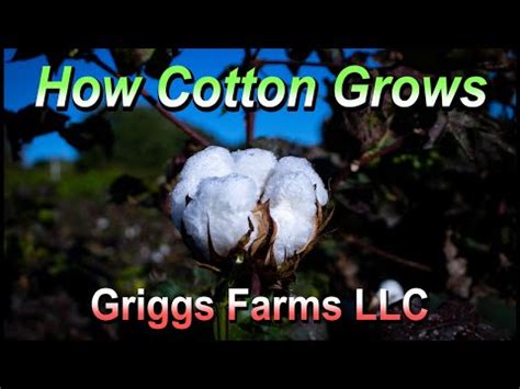 How Cotton Grows Youtube