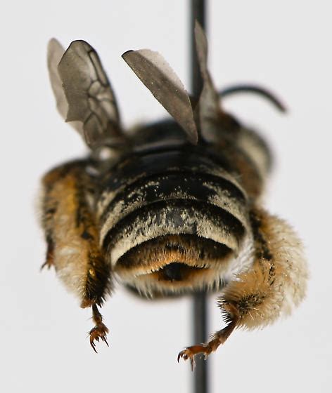 Melissodes Bugguidenet