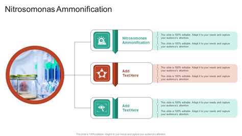 Nitrosomonas Ammonification In Ppt Powerpoint Presentation Slide