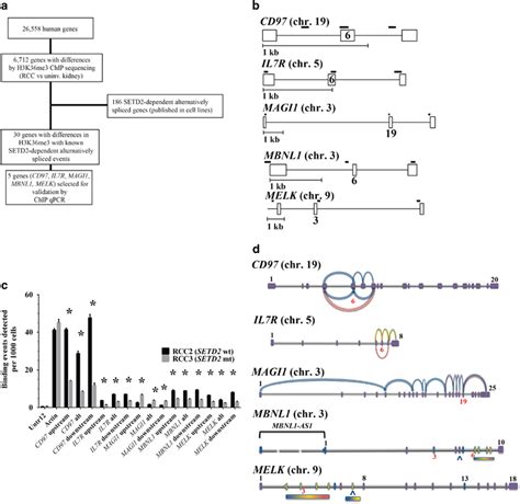 Analysis Of Setd2 Genotyped Clear Cell Renal Cell Carcinoma Ccrcc Download Scientific