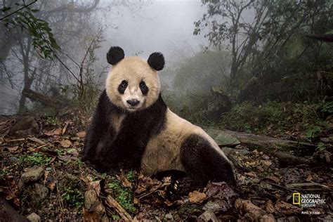 Pandas O Regresso Liberdade