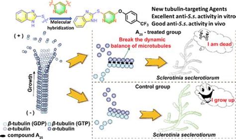 扩大微管蛋白靶向药物的结构多样性：开发用于治疗真菌疾病的高效苯并咪唑类药物journal Of Agricultural And Food Chemistry X Mol