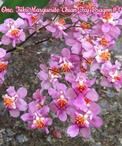 13 Oncidium Hybrids 交種文心 Ideas Plants Platycerium Seedlings