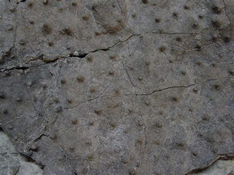 Devonian Placoderm Remains Fossil Id The Fossil Forum