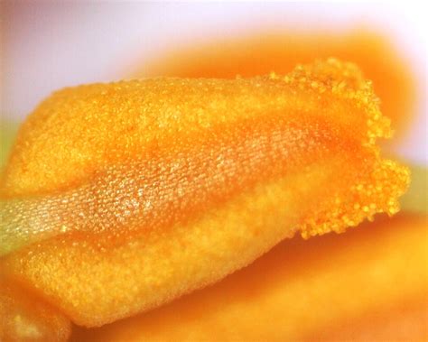 Gemeiner Goldregen Naturfotos Näher Hingeschaut