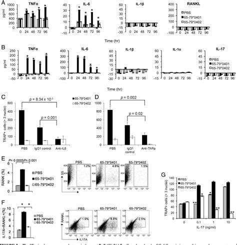 Figure 3 From An Hla Drb1coded Signal Transduction Ligand Facilitates Inflammatory Arthritis A