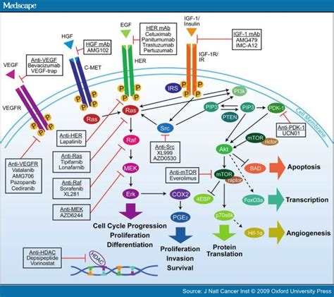 New Emerging And Potential Treatments For Cancers Part 2 Focus On