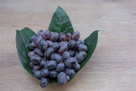 ענבים שחור מגשי פירות בירושלים יום טוב סלסלת פירות