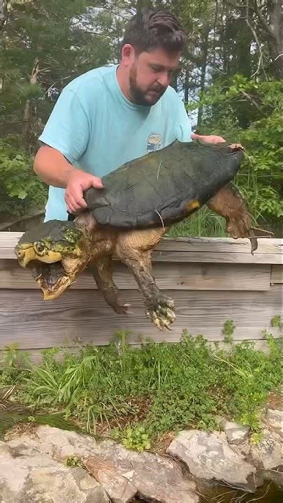Handling Giant Snapping Turtle Shorts Youtube