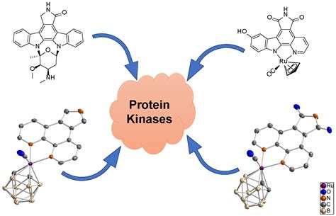 Ruthenacarboranephenanthroline Derivatives As Potential Metallodrugs