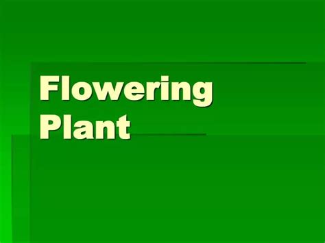 Ppt Flowering Plant Powerpoint Presentation Free Download Id5539065