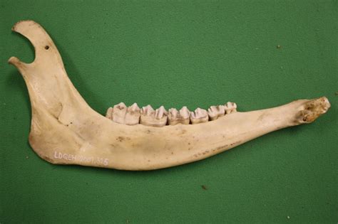 Jaw Bone Fallow Deer Ldqeh 2007 325 On Ehive