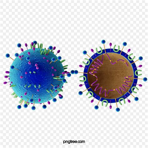 Virus Section Comparison Chart 3d Element Coronavirus Viruses