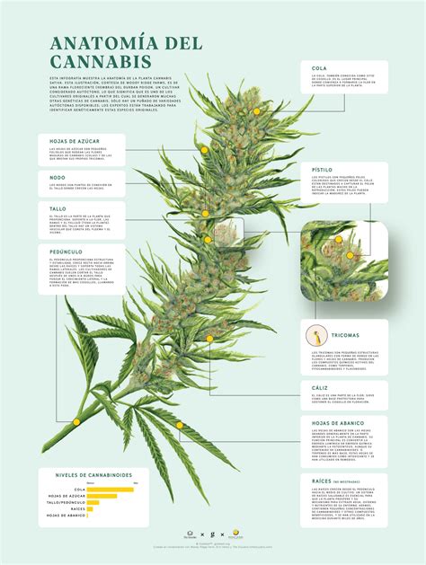 Impresión De La Anatomía De Cannabis Goldleaf