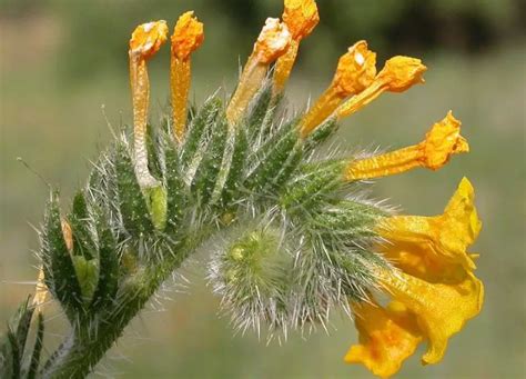 20 Most Popular And Beautiful Wildflowers In California W Pictures