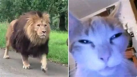 “paso De Fiera A Gato” Estos Son Los Mejores Memes De La Eliminación