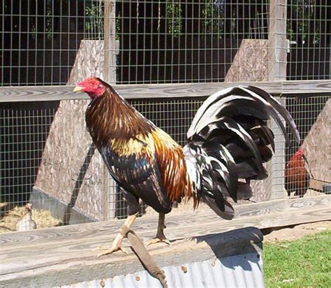 Brassback Game Fowl Game Fowl Pet Chickens Chickens Backyard