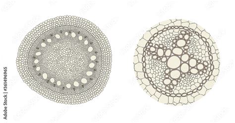 Plant Root Comparison On Monocot Left And Dicot Right Stock